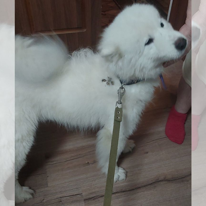 Самоедская собака, щенок