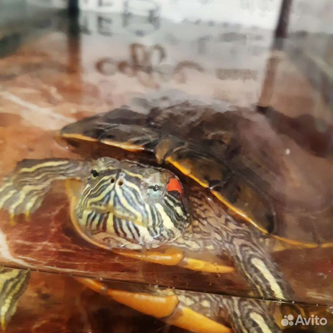 Красноухая черепаха с аквариумом