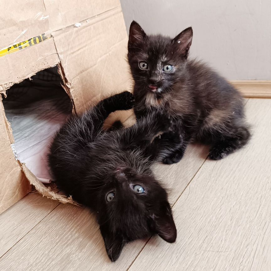 Котята в добрые руки