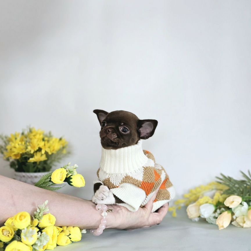 Настоящая чихуахуа с документами