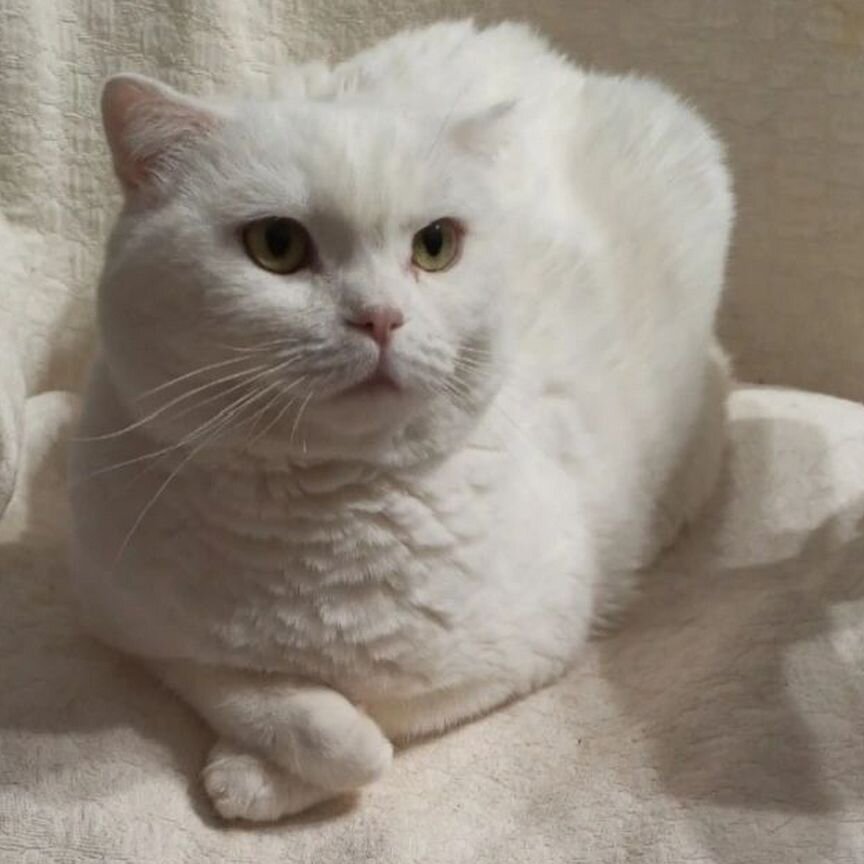 Взрослая, кошка в добрые руки