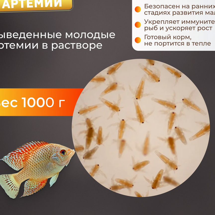 Науплии артемии (Урожай 2025)