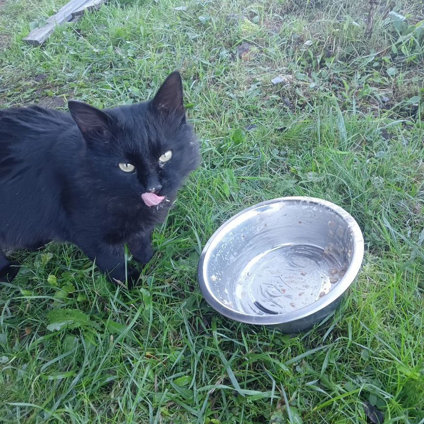 Найден кот, пристраиваю в добрые руки