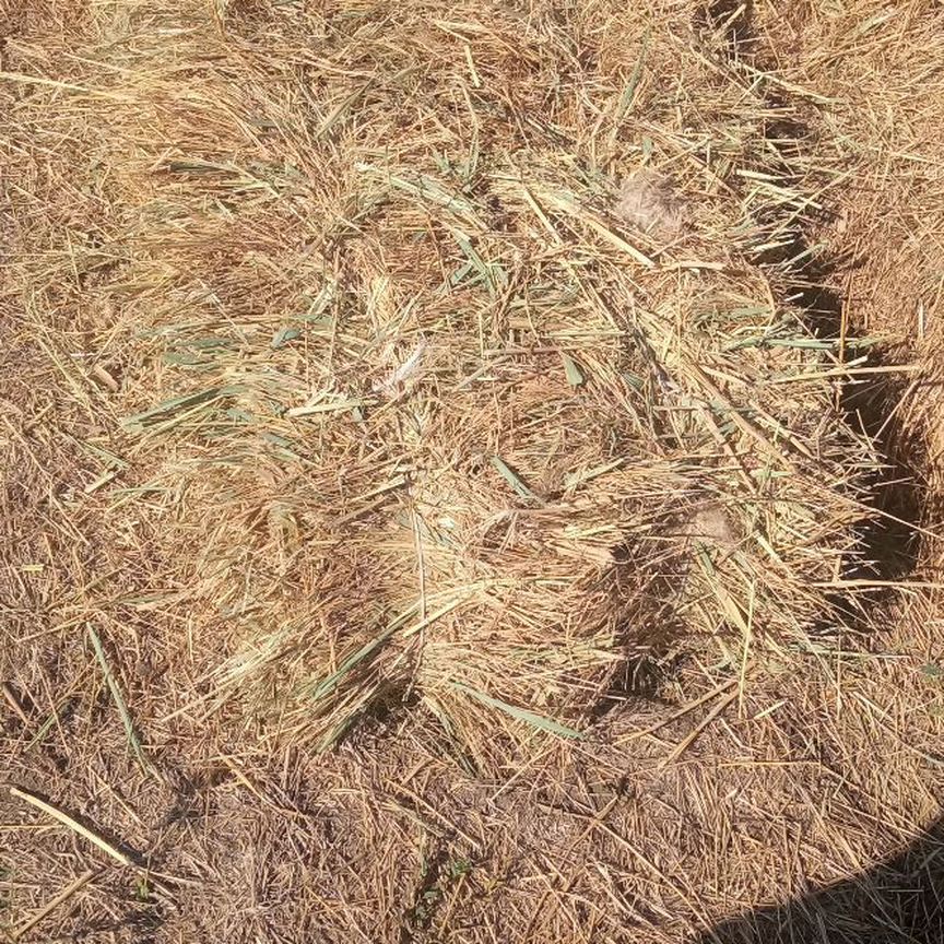 Сено луговое