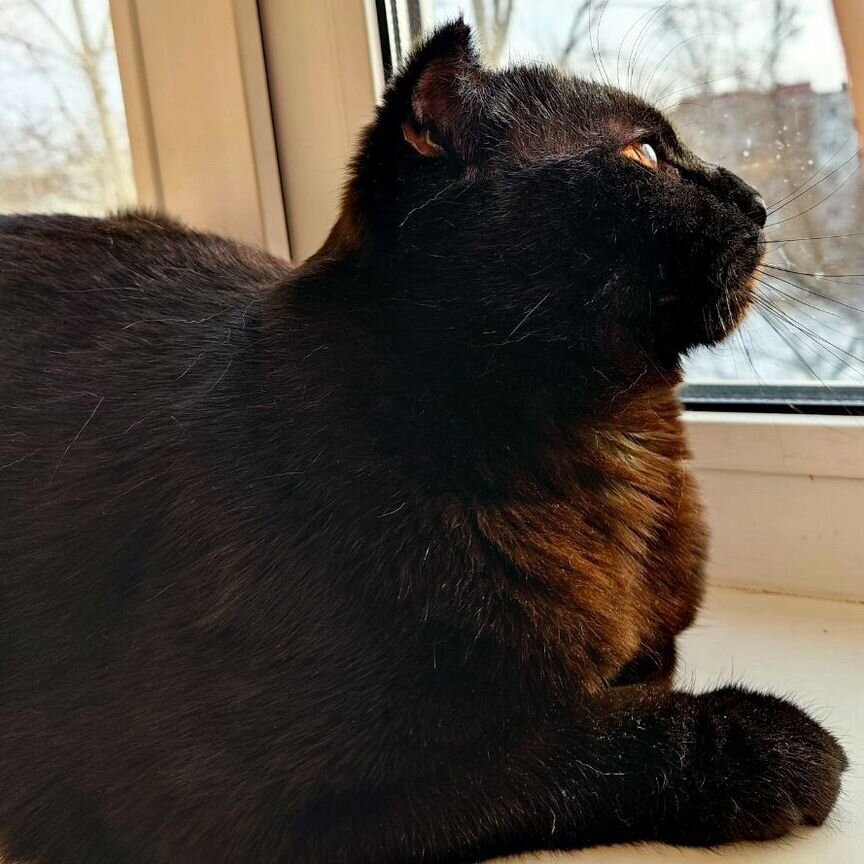 Британский вислоухий кот