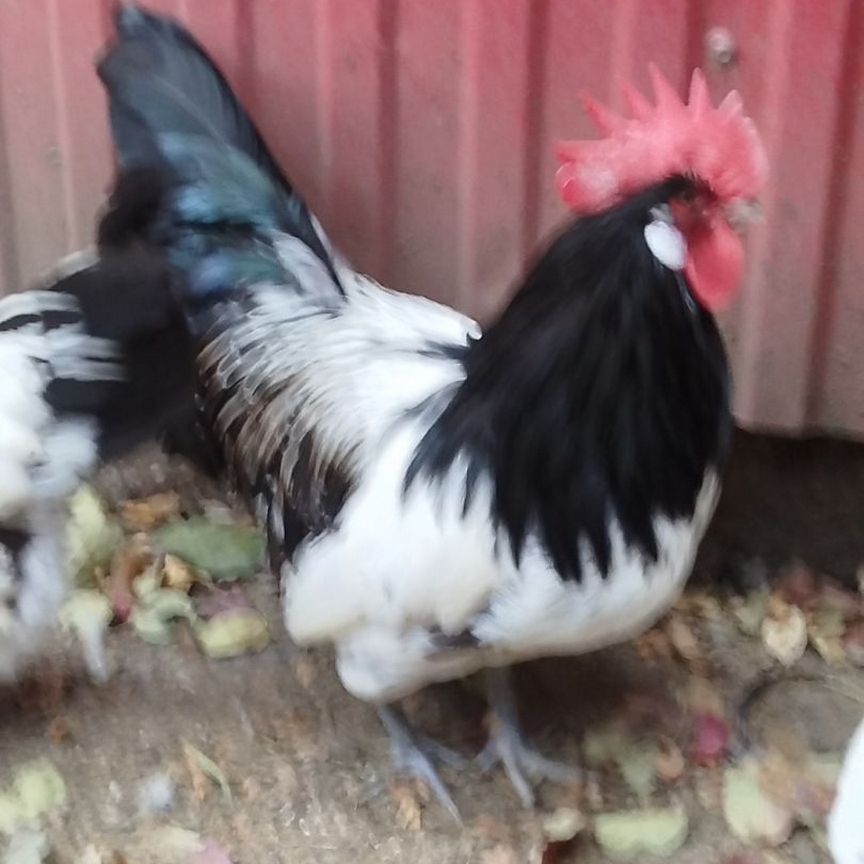 Куры петухи