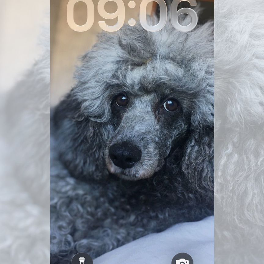 Карликовый пудель, щенок