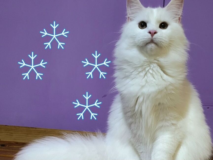 Мейн-кун белая самка