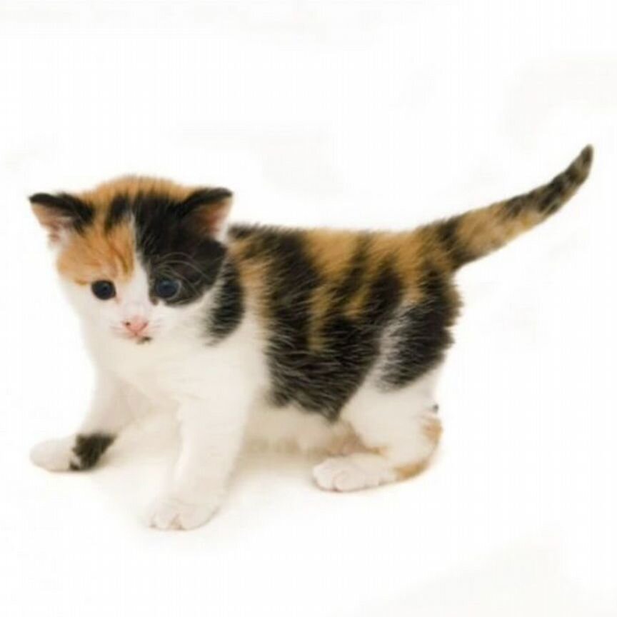 Котенок трехшерстный (сутки на подумать)