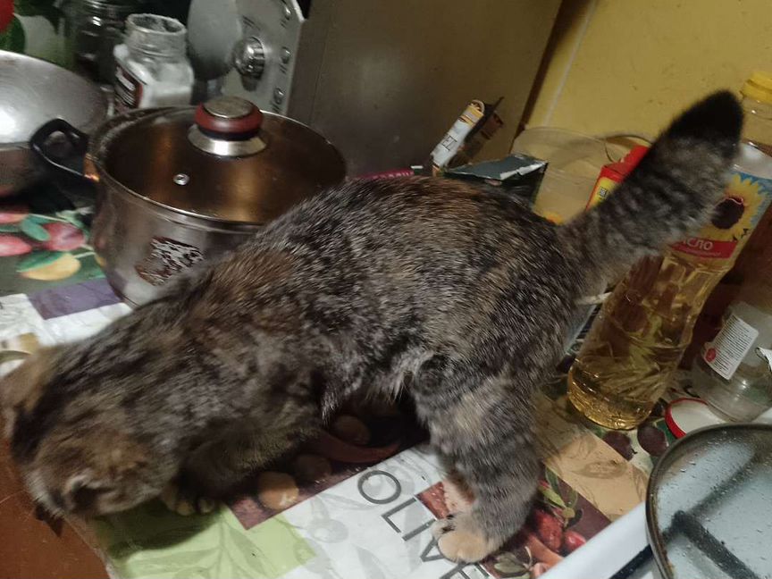 Котенок супер