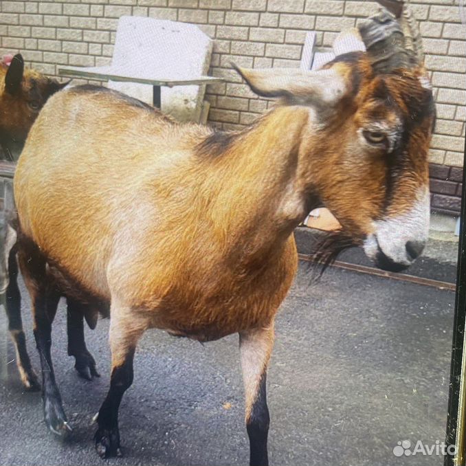 Коза альпо-чешской породы