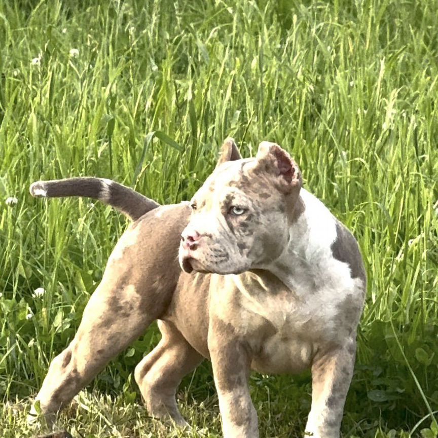 Американский булли