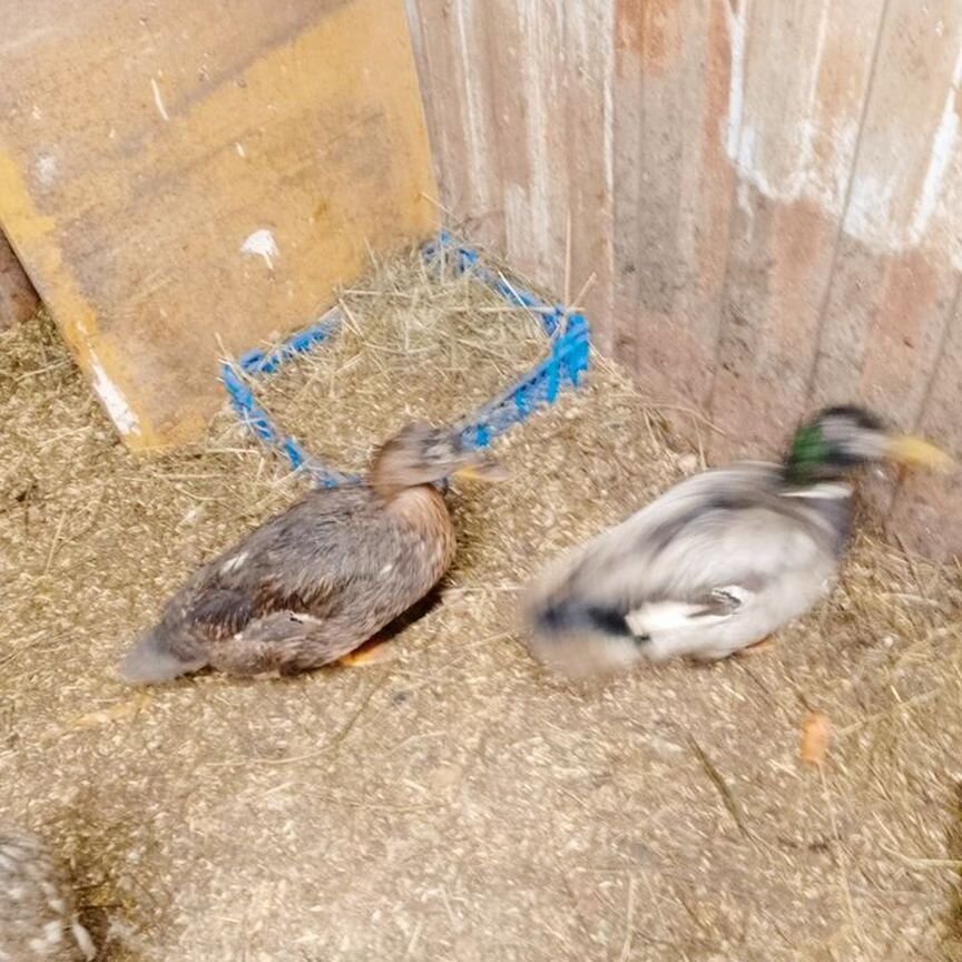 Ия кряквы утята