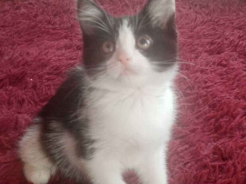 Котенок Клепа в добрые руки