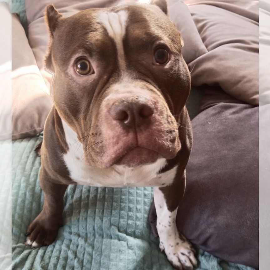 Американский булли