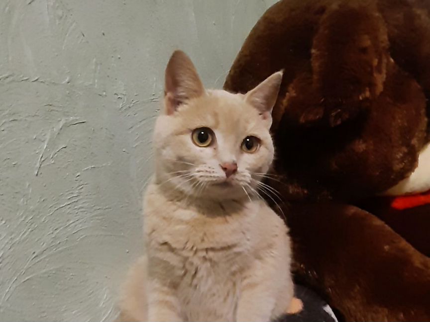 Кошечка Милка 6 мес