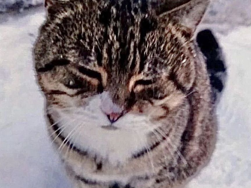 Кот Хатико на морозе