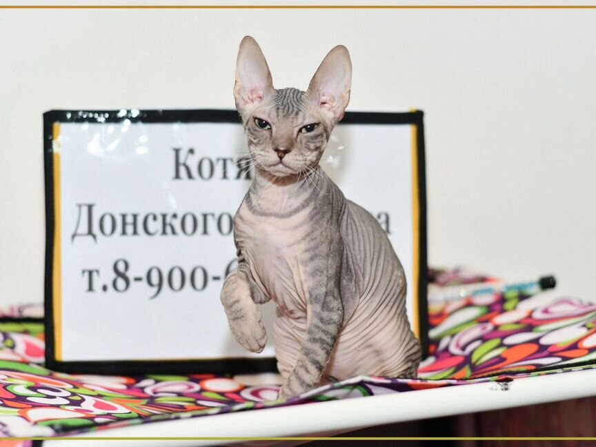 Донской сфинкс