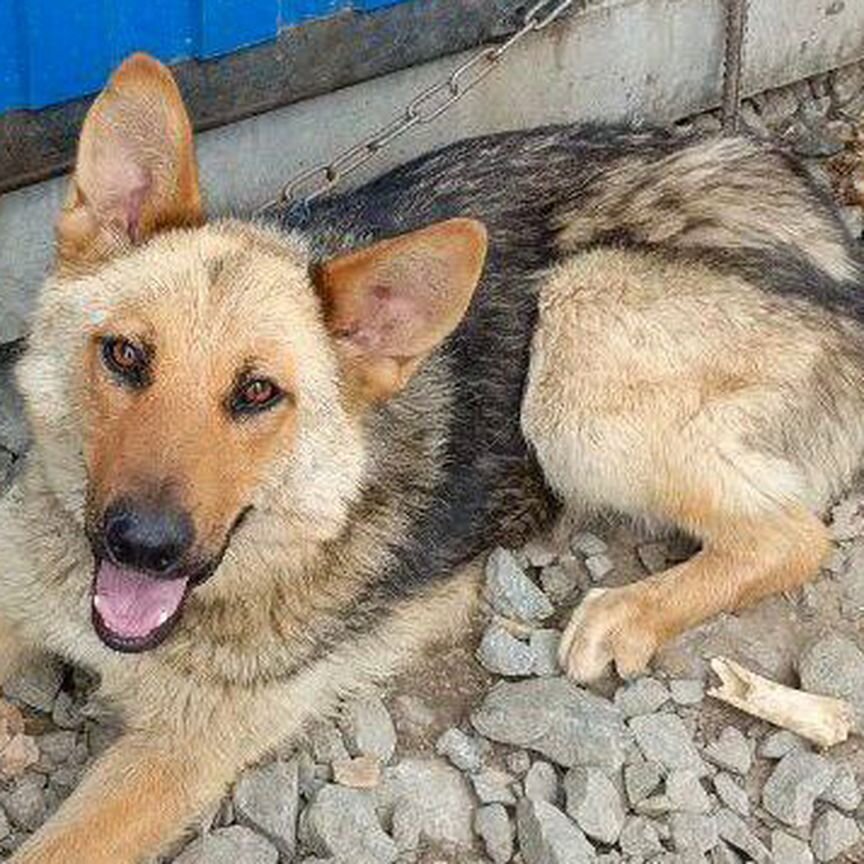 Молодая собака осталась без дома