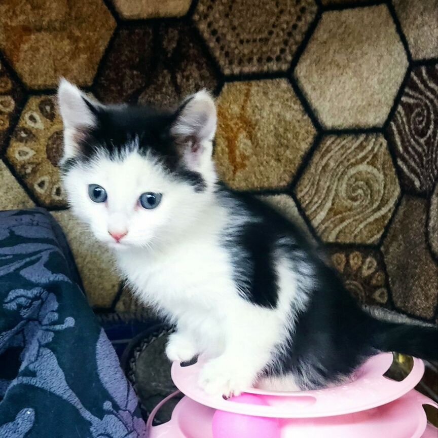 Котёнок в добрые руки