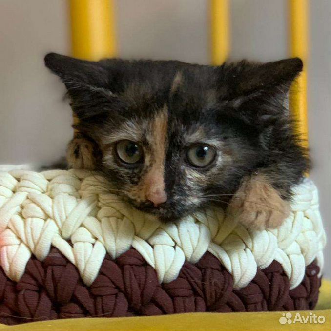 Классная малышка
