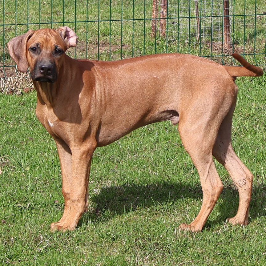 Родезийский риджбек, щенок