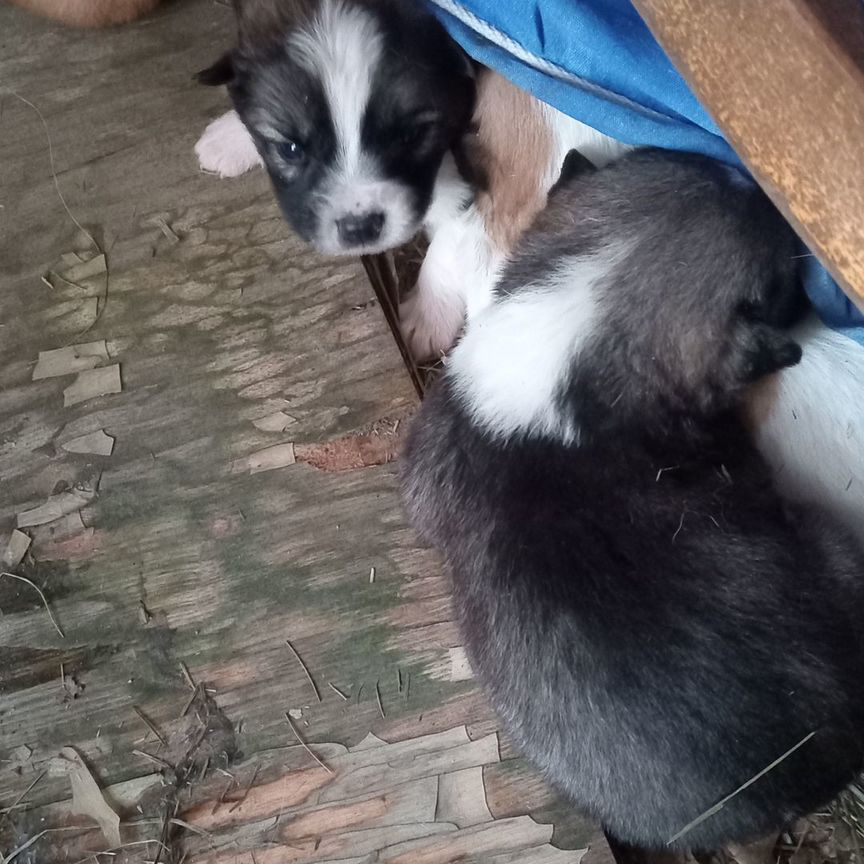 Раздам щенят