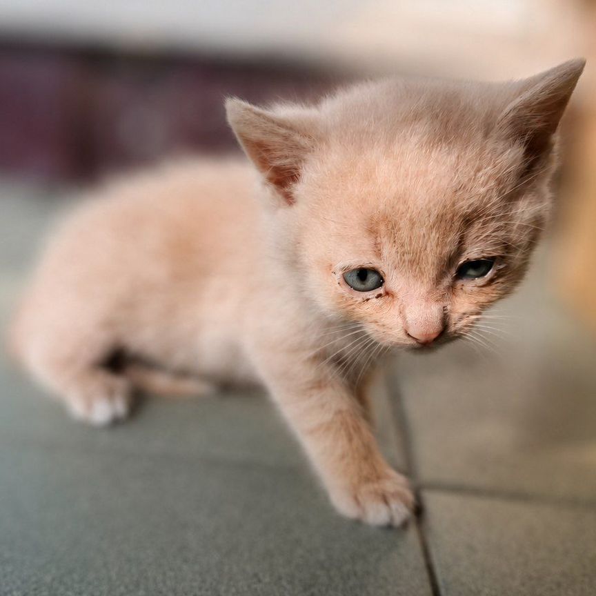 Котёнок в добрые руки