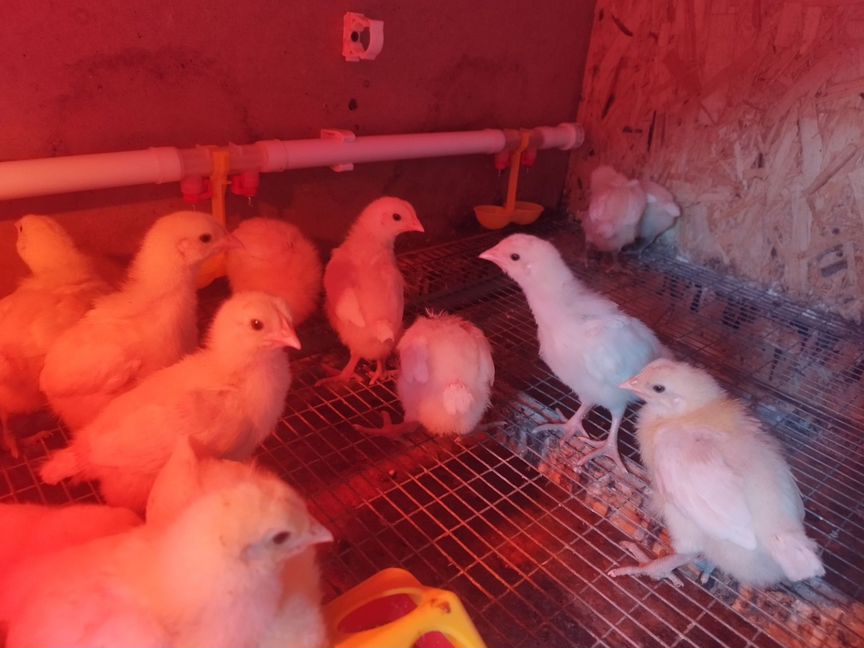 Цыплята бресс гаальской породы