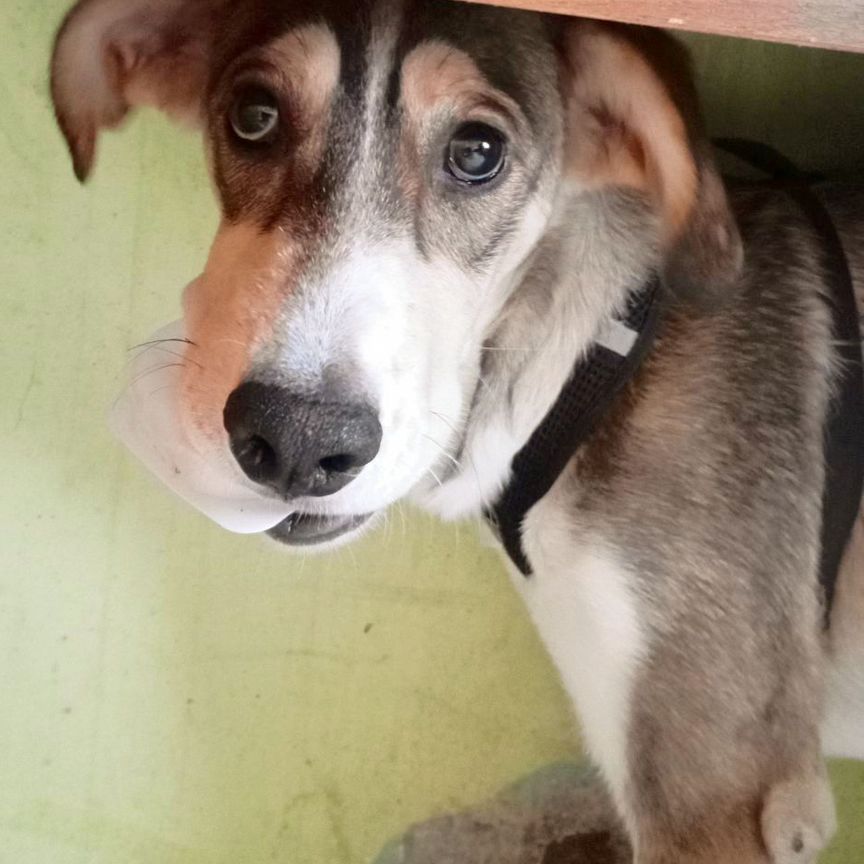 Собака в добрые руки отдам бесплатно