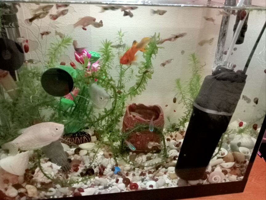 Рыбки гуппи