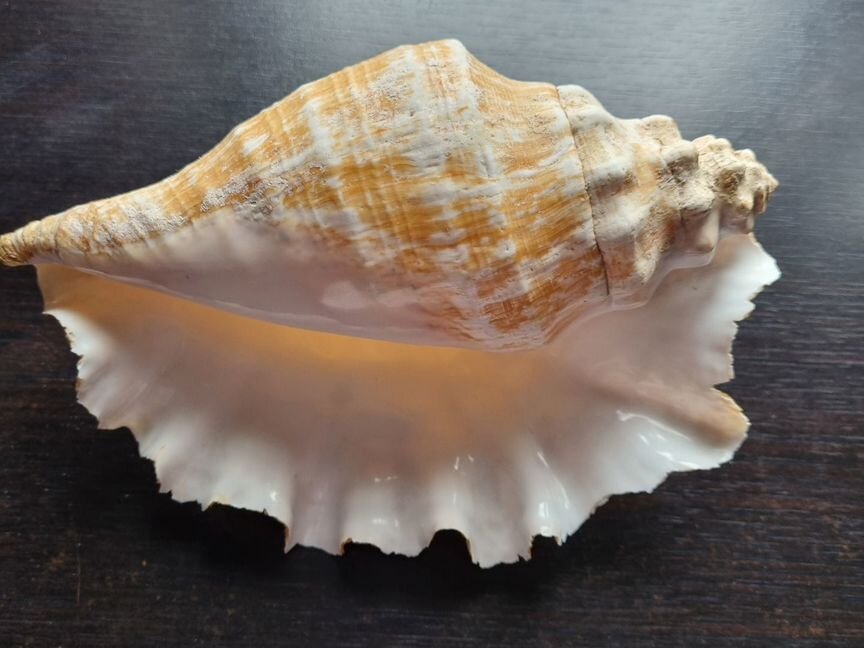 Морская ракушка большая