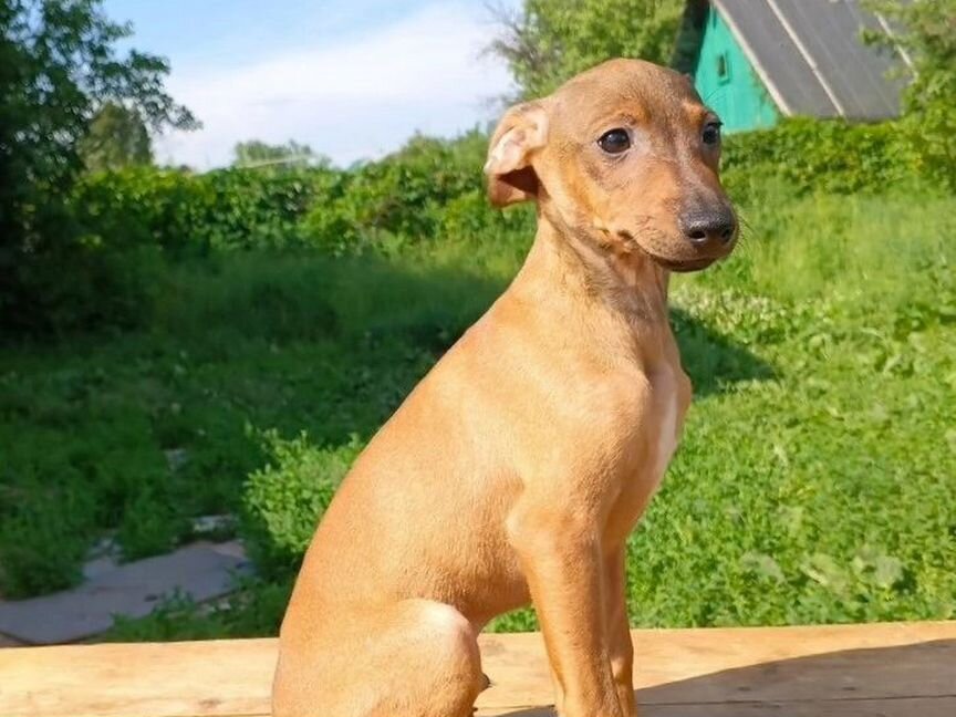 Щенки левретки