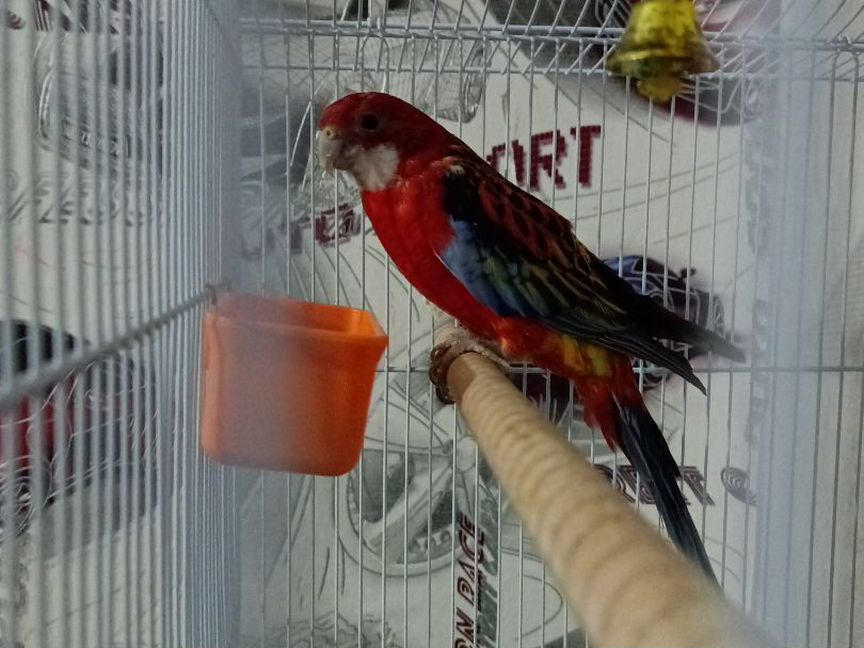 Попугай Розелла. Пять месяцев. Самка. Красотка