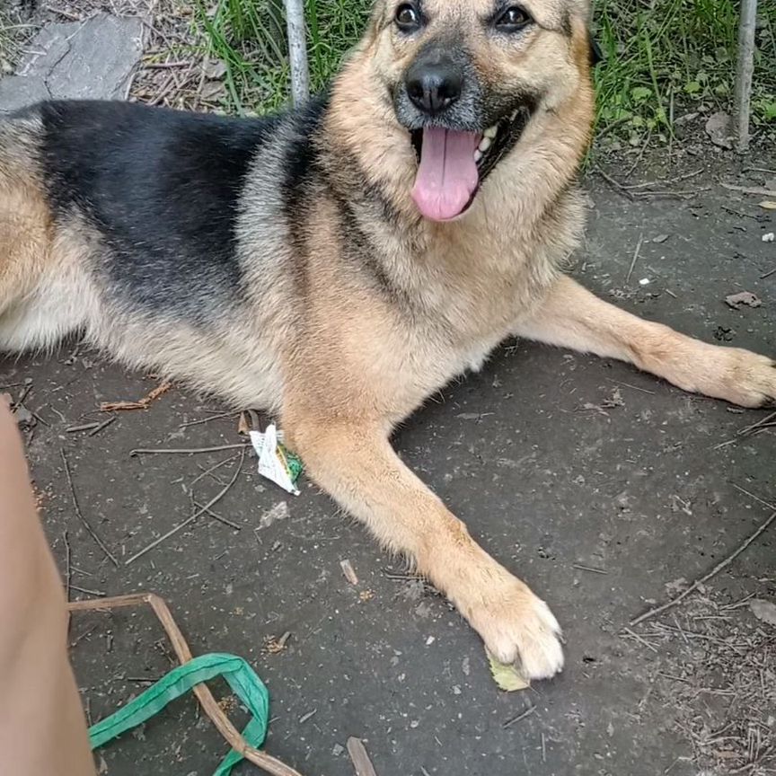 Собака в добрые руки