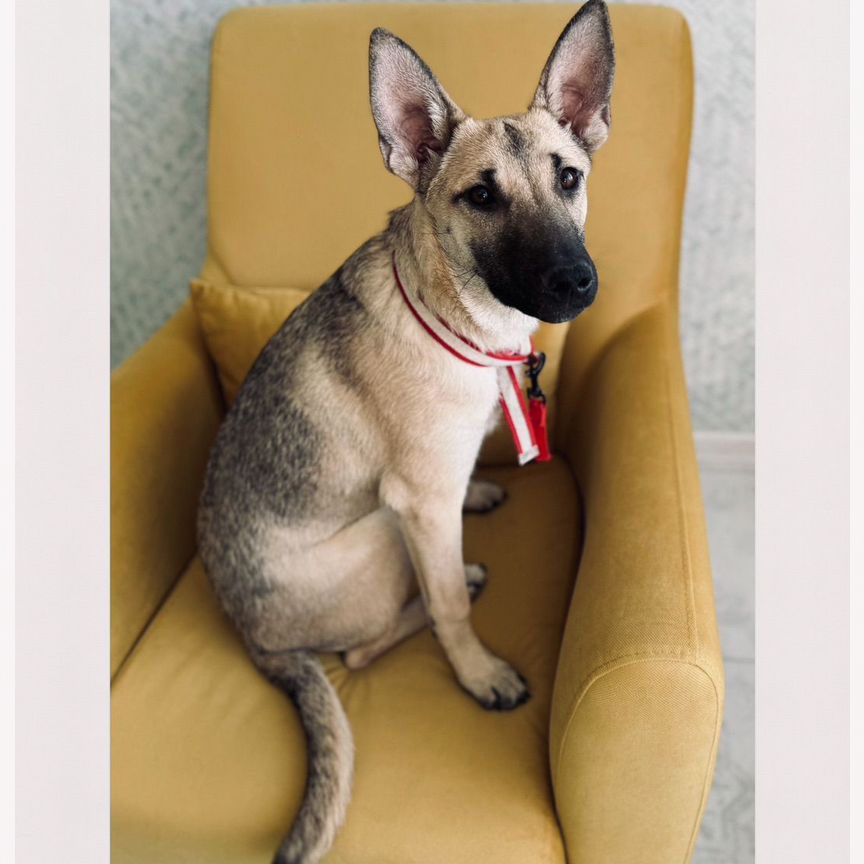 Шенки альфа и Бета в поисках дома