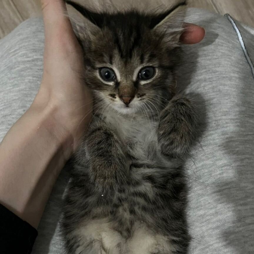 Отдам котенка в добрые руки