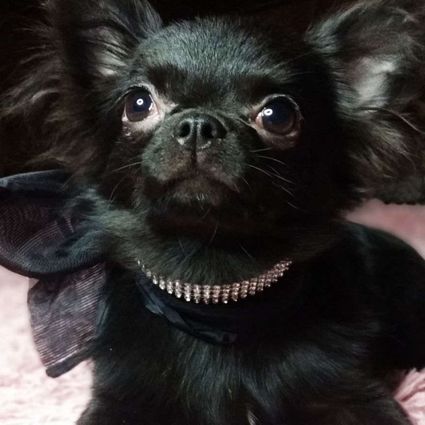 Чихуахуа.Мальчик