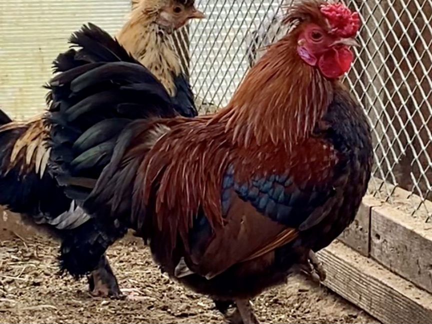 Молодые петухи (Карлики )