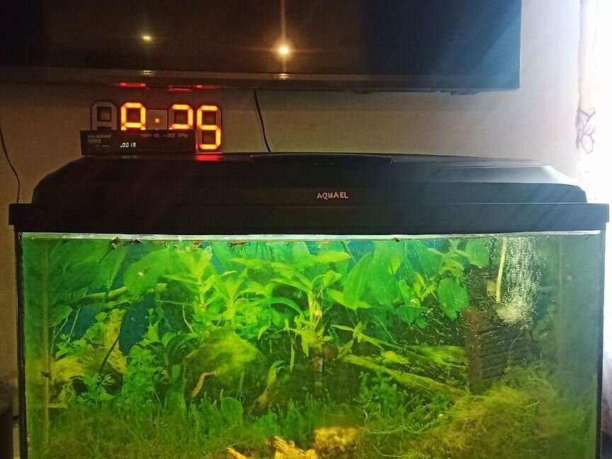 Аквариум панорамный