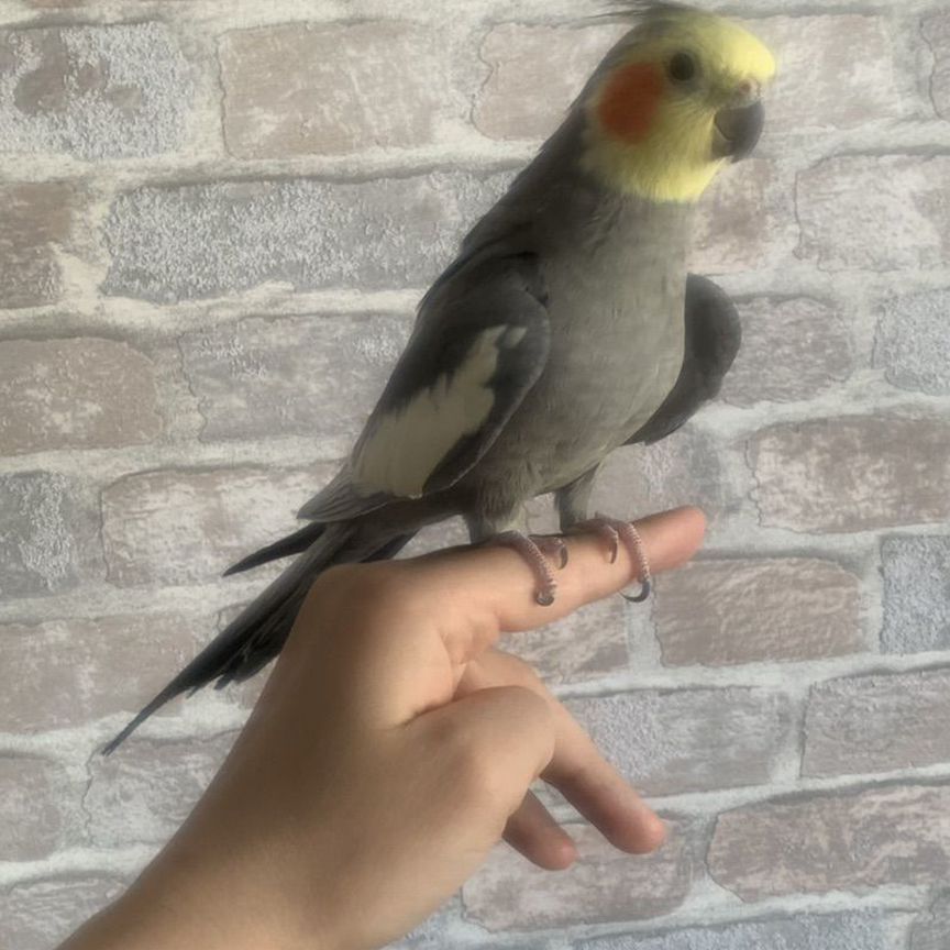 Карелла самец