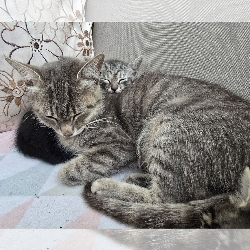 Кошечка