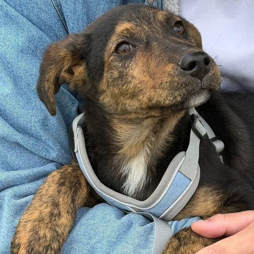 Щенок в добрые руки