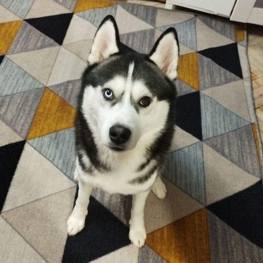 Сибирский хаски