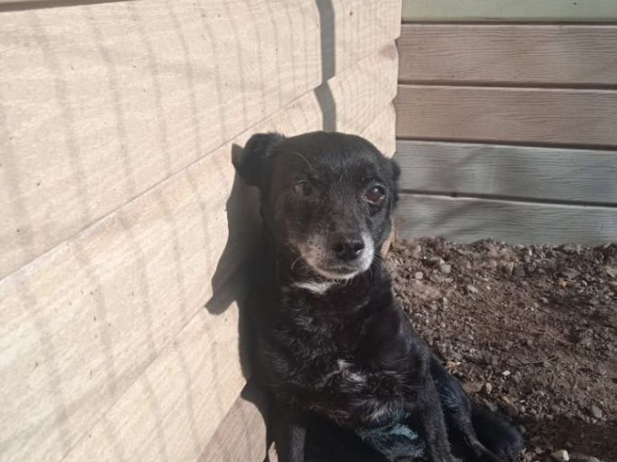 Дамочке нужна семья