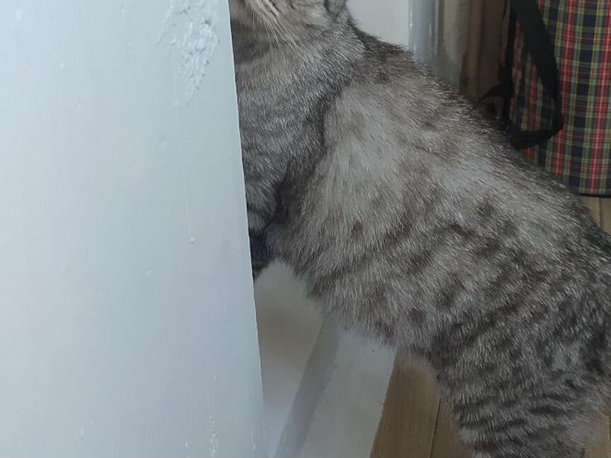 Отдам бесплатно британца