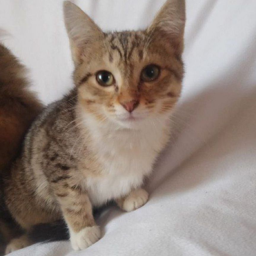 Котёнок