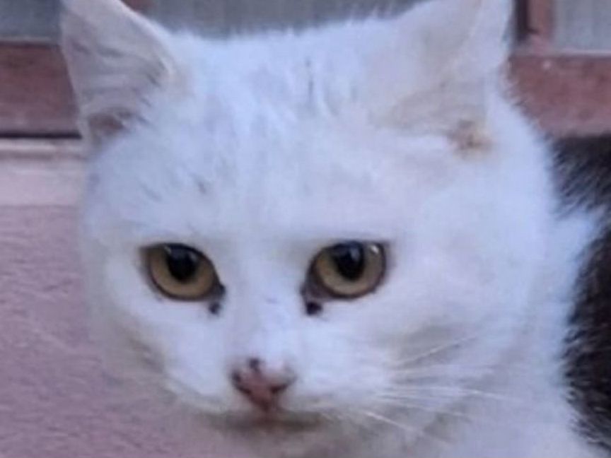 Во двор подкинули кошечку, ищем дом