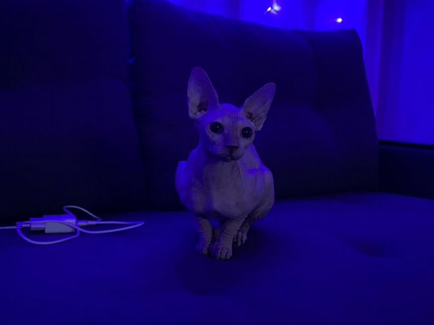 Кошка