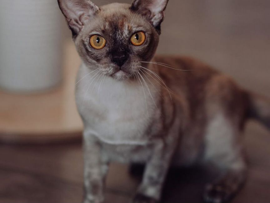 Европейская бурма кошка